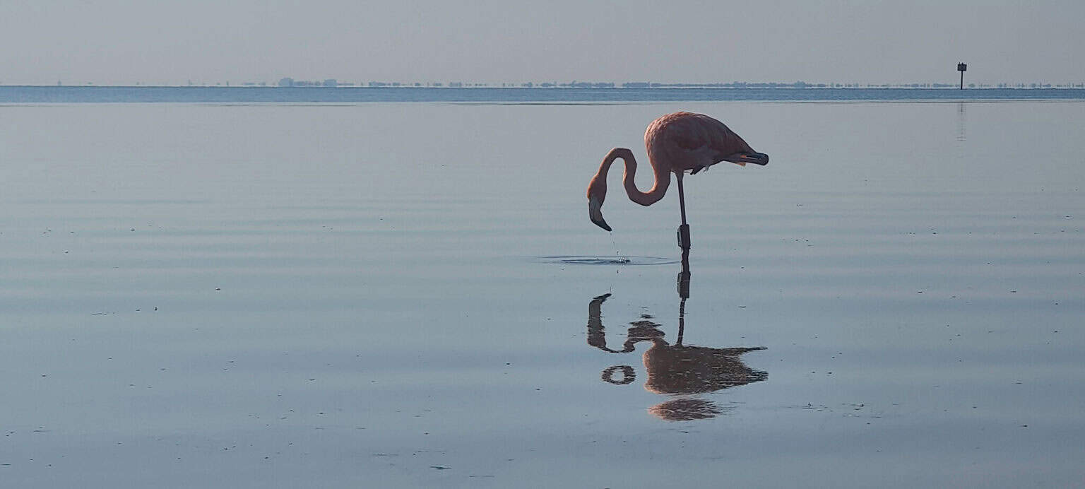 Storm-tossed flamingos remain in Florida - The Wildlife Society