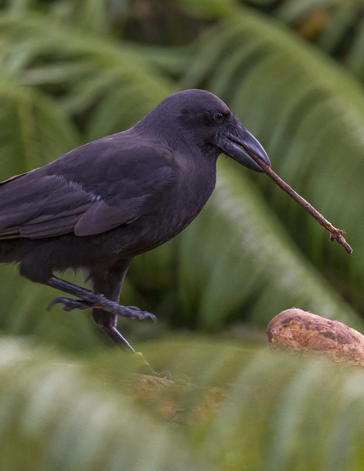 Engineering a successful Hawaiian crow release - The Wildlife Society
