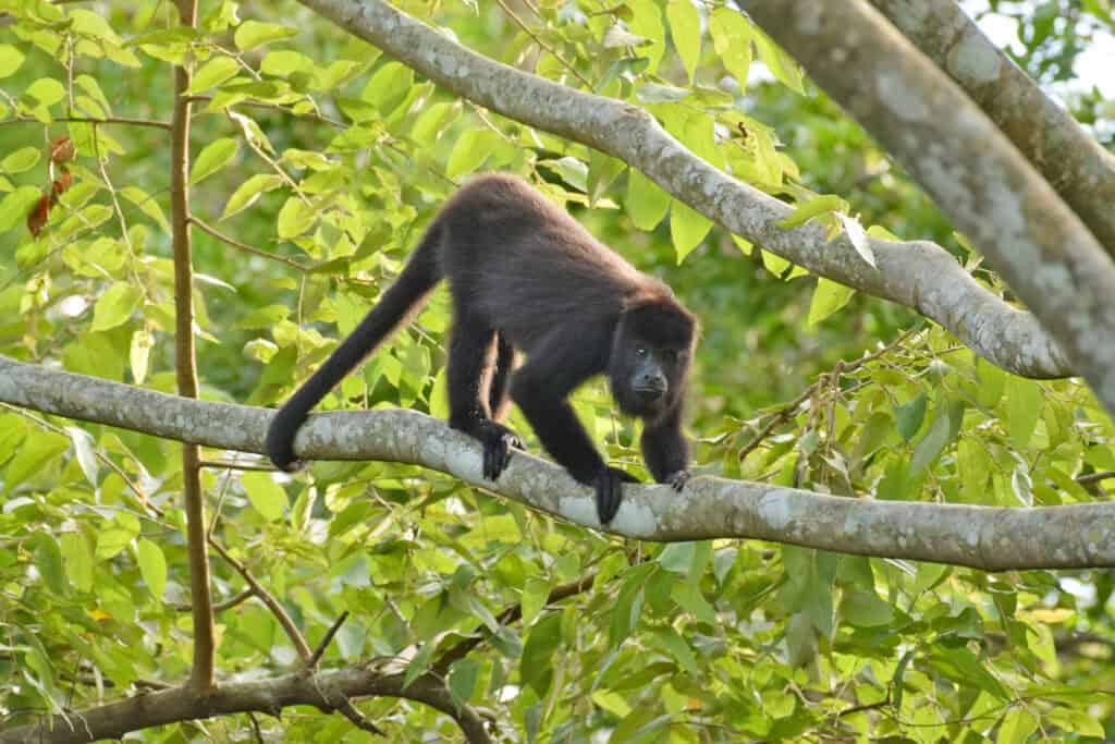 Common Bird Conservation Boosts City Economies - The Wildlife Society