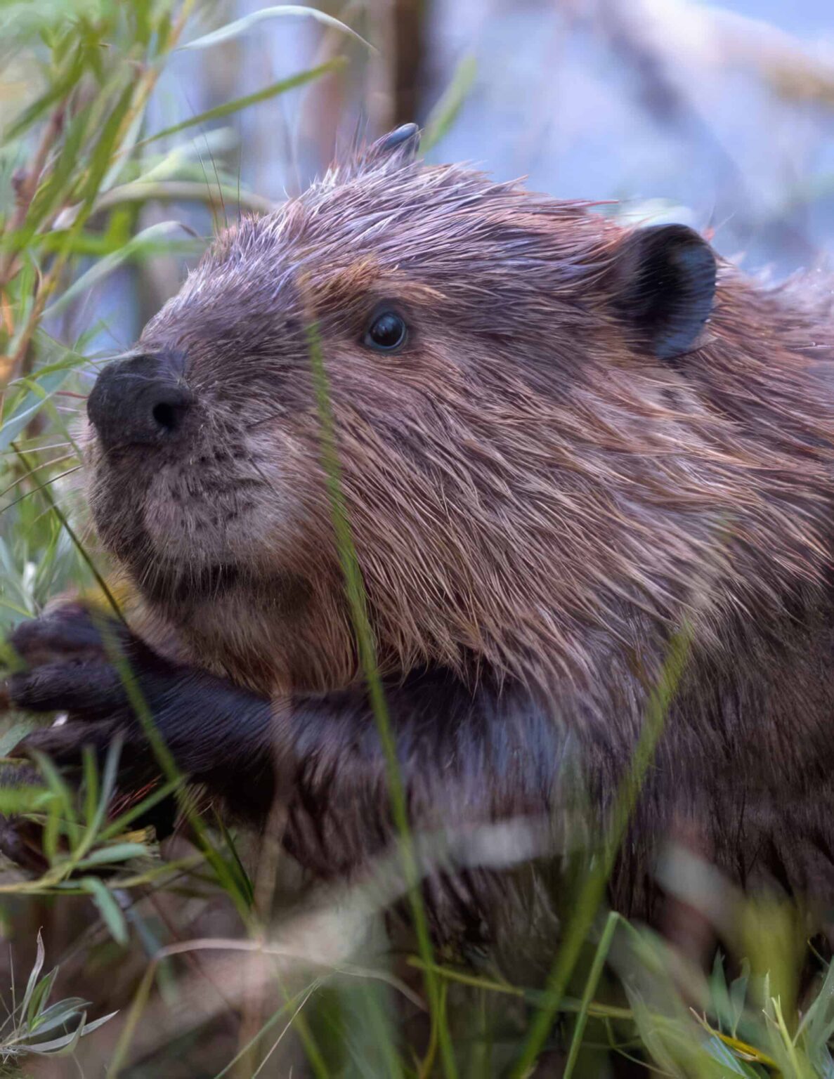 THE WILDLIFE SOCIETY - HOME