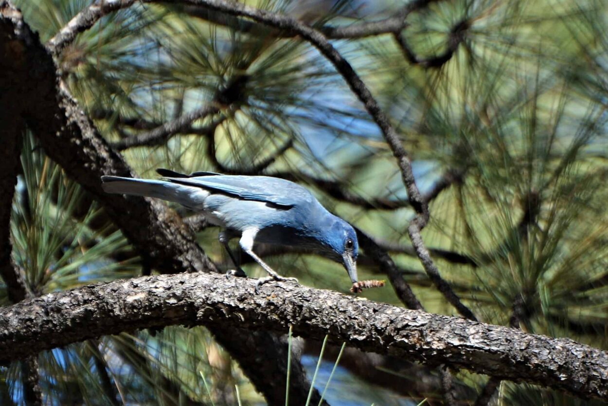 Citizen Scientists Track Declining Box Turtles - The Wildlife Society