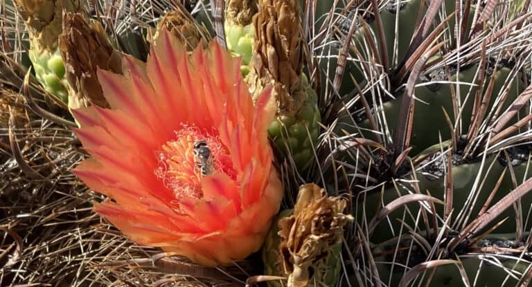 Pollinators decline in western U.S., southern Mexico - The Wildlife Society