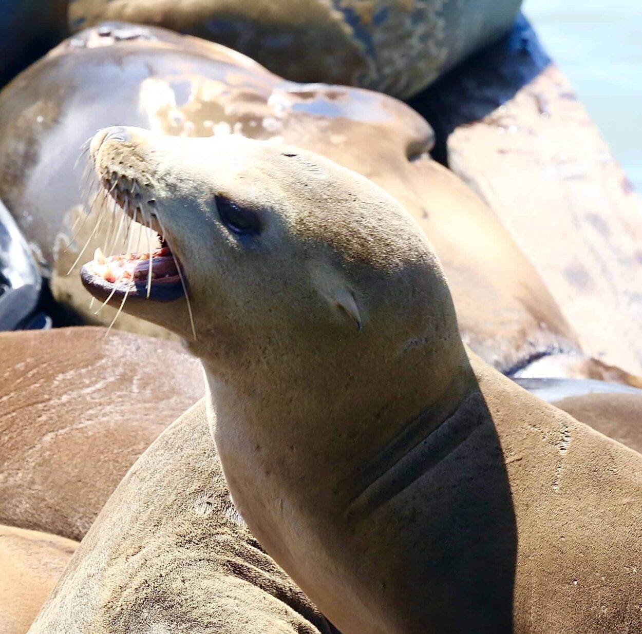 San Francisco sees rare sea lion spike - The Wildlife Society