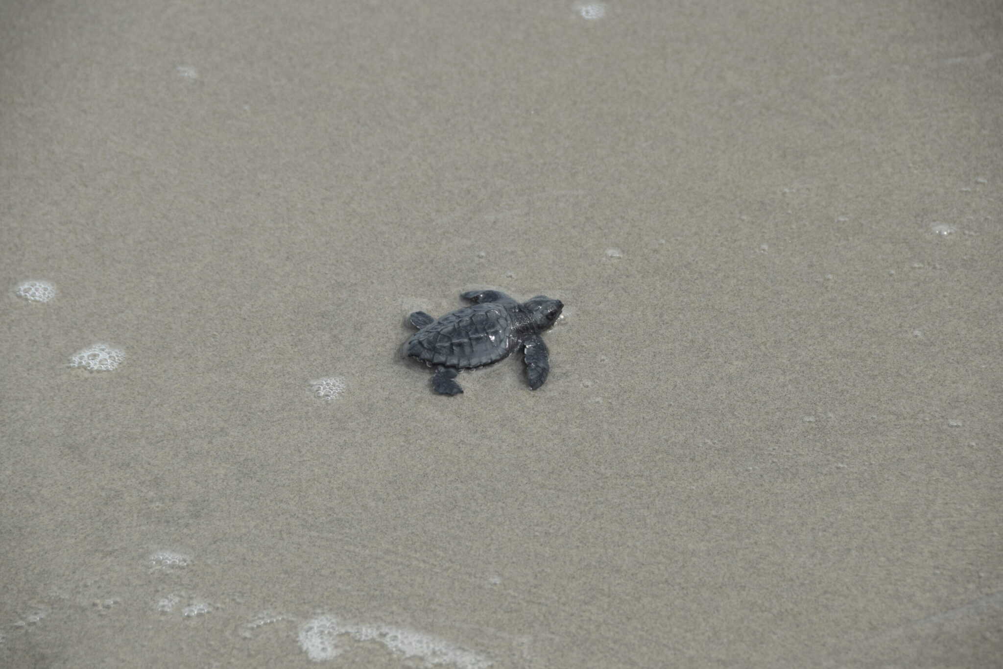Researchers discover rare sea turtle nesting site in Louisiana - The ...