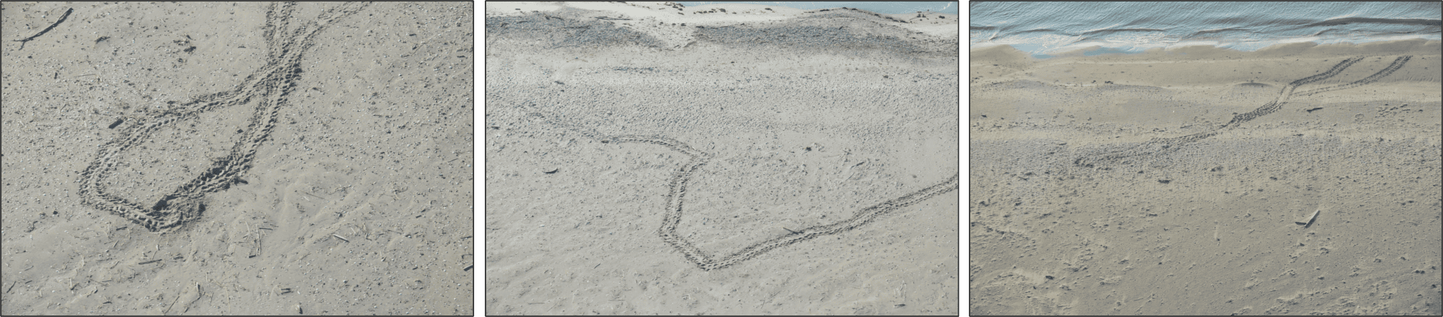 Researchers discover rare sea turtle nesting site in Louisiana - The ...