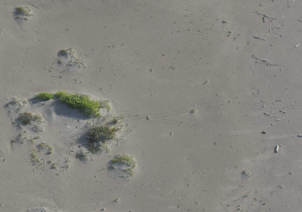 Researchers discover rare sea turtle nesting site in Louisiana - The ...