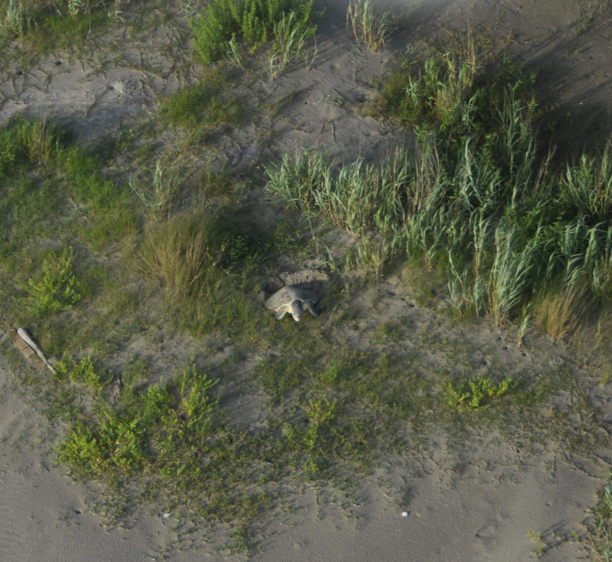 Researchers discover rare sea turtle nesting site in Louisiana - The ...