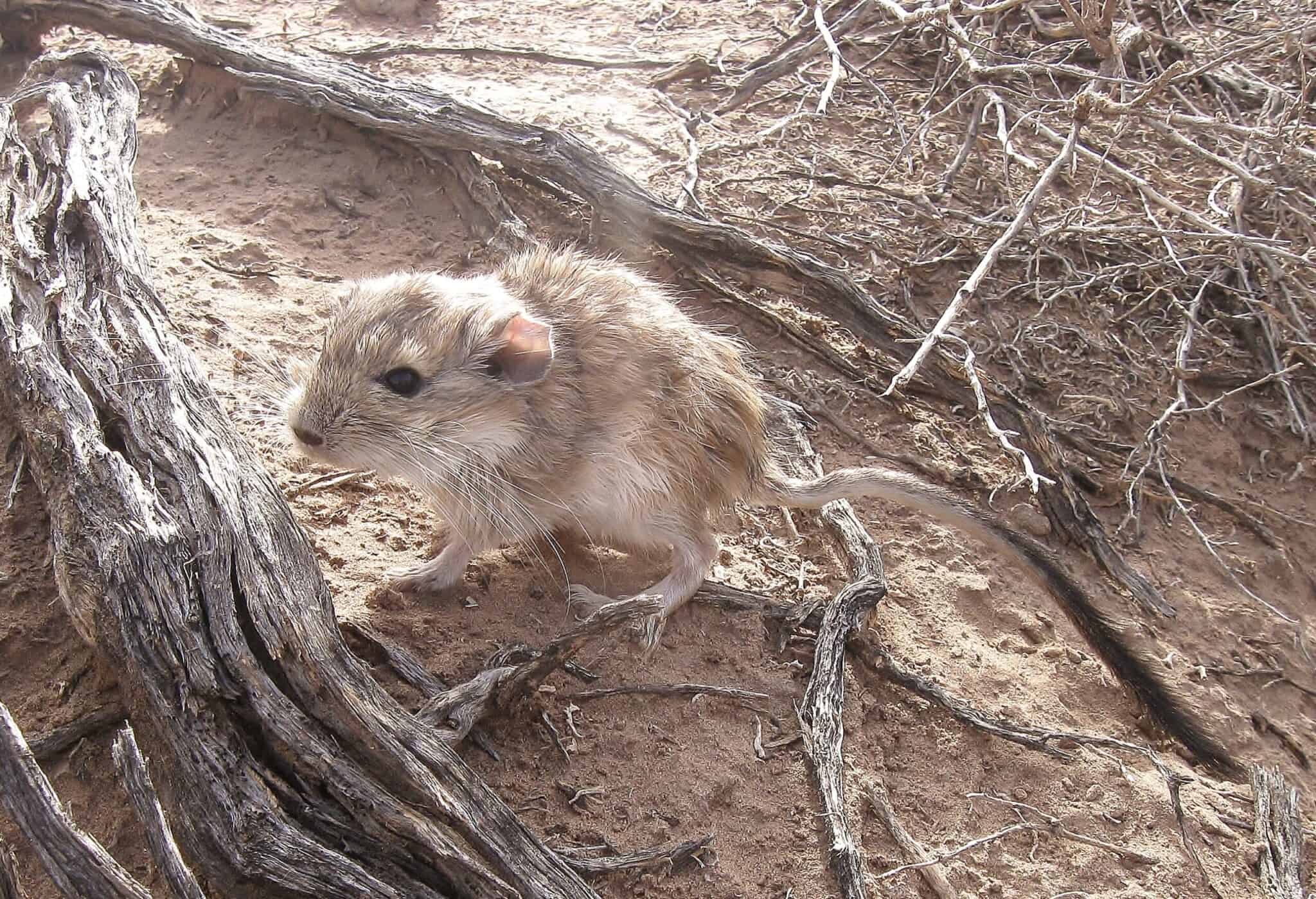 The mystery of the missing dwarf salamander in Georgia - The Wildlife ...