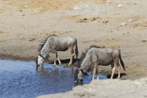 TWS2023: How do zebras and wildebeests respond to drought? - The ...