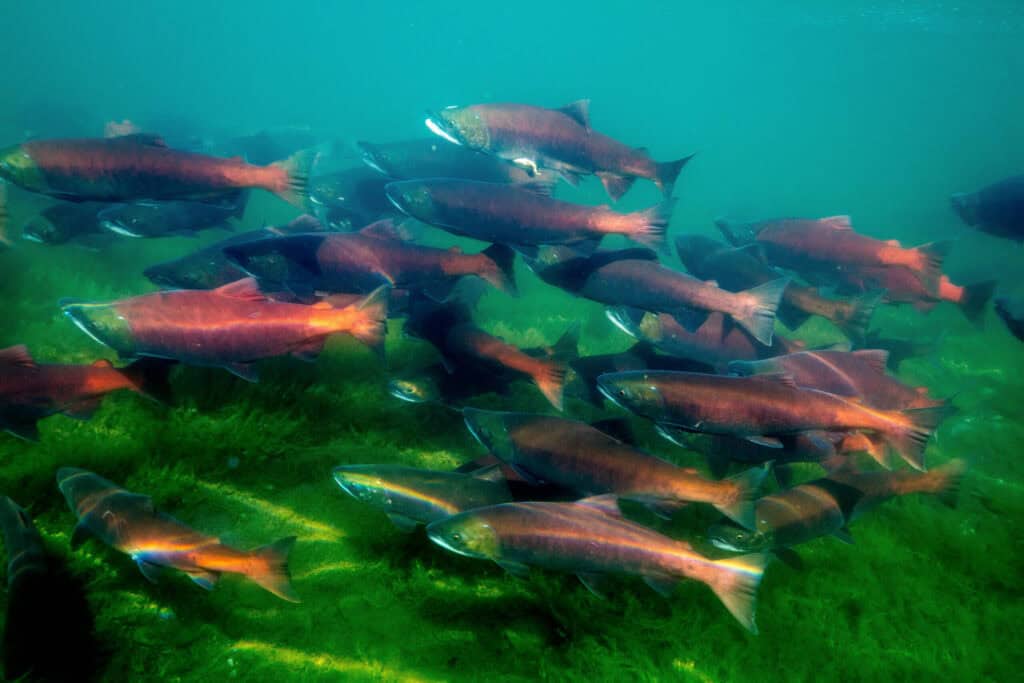 Burmese Pythons Dine on Marsh Rabbits - The Wildlife Society