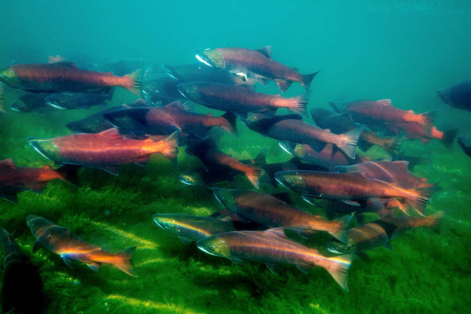 Steps to managing climate change refugia for wildlife - The Wildlife ...