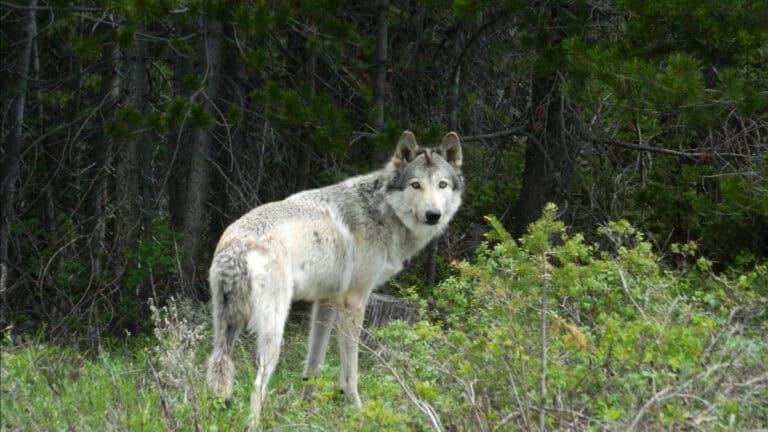 U.S. Fish and Wildlife Service announces gray wolf recovery - The ...