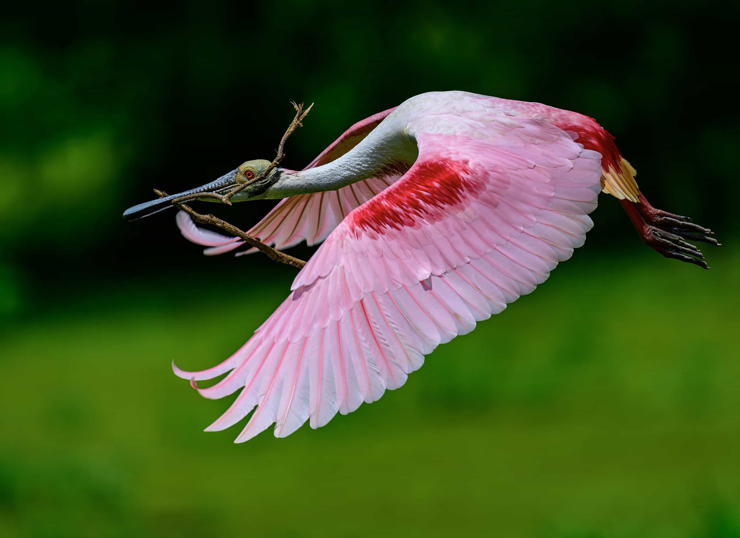 Updates - The Wildlife Society