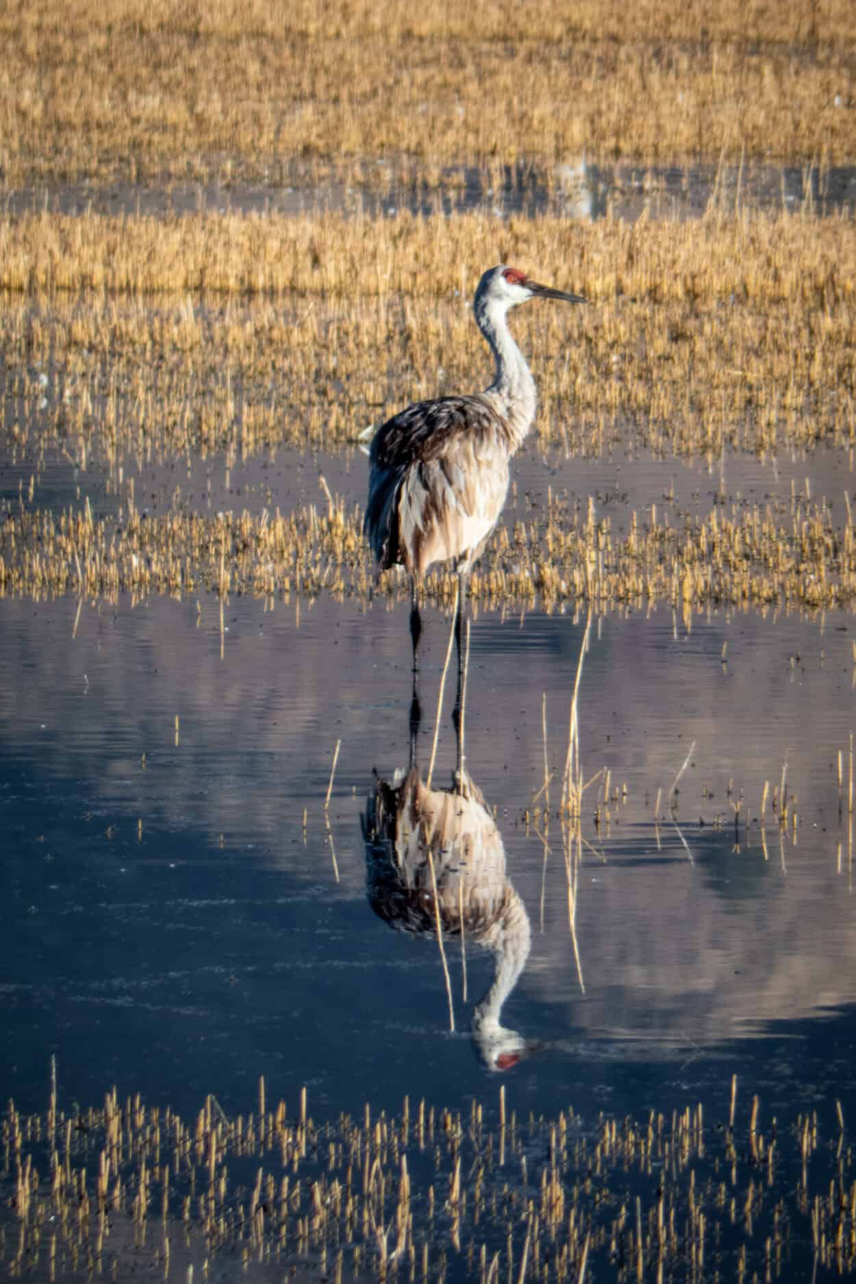 Artificial water sources help migrating cranes - The Wildlife Society