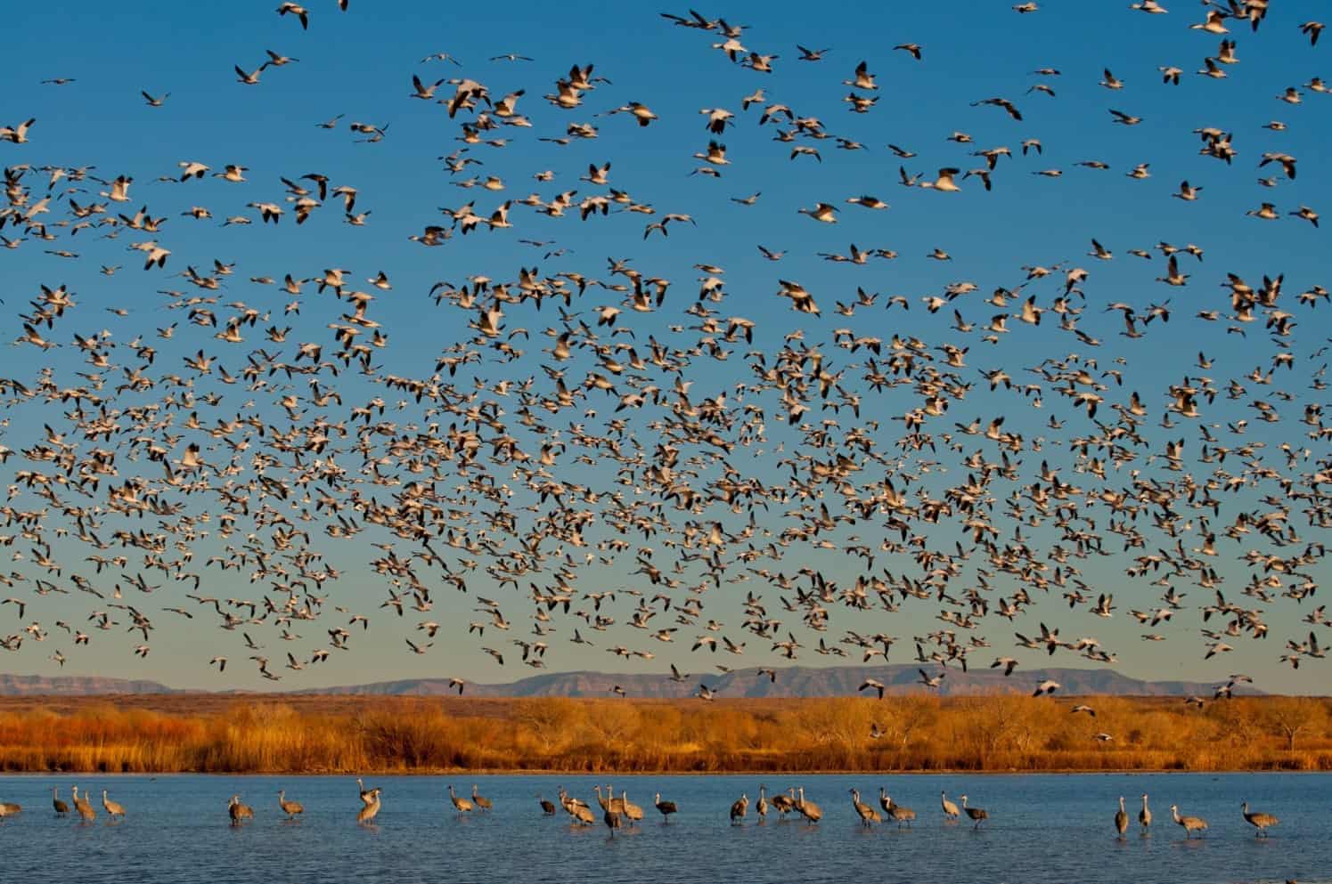 Artificial water sources help migrating cranes - The Wildlife Society