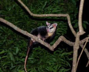 For northern spotted owls, habitat loss still matters - The Wildlife ...