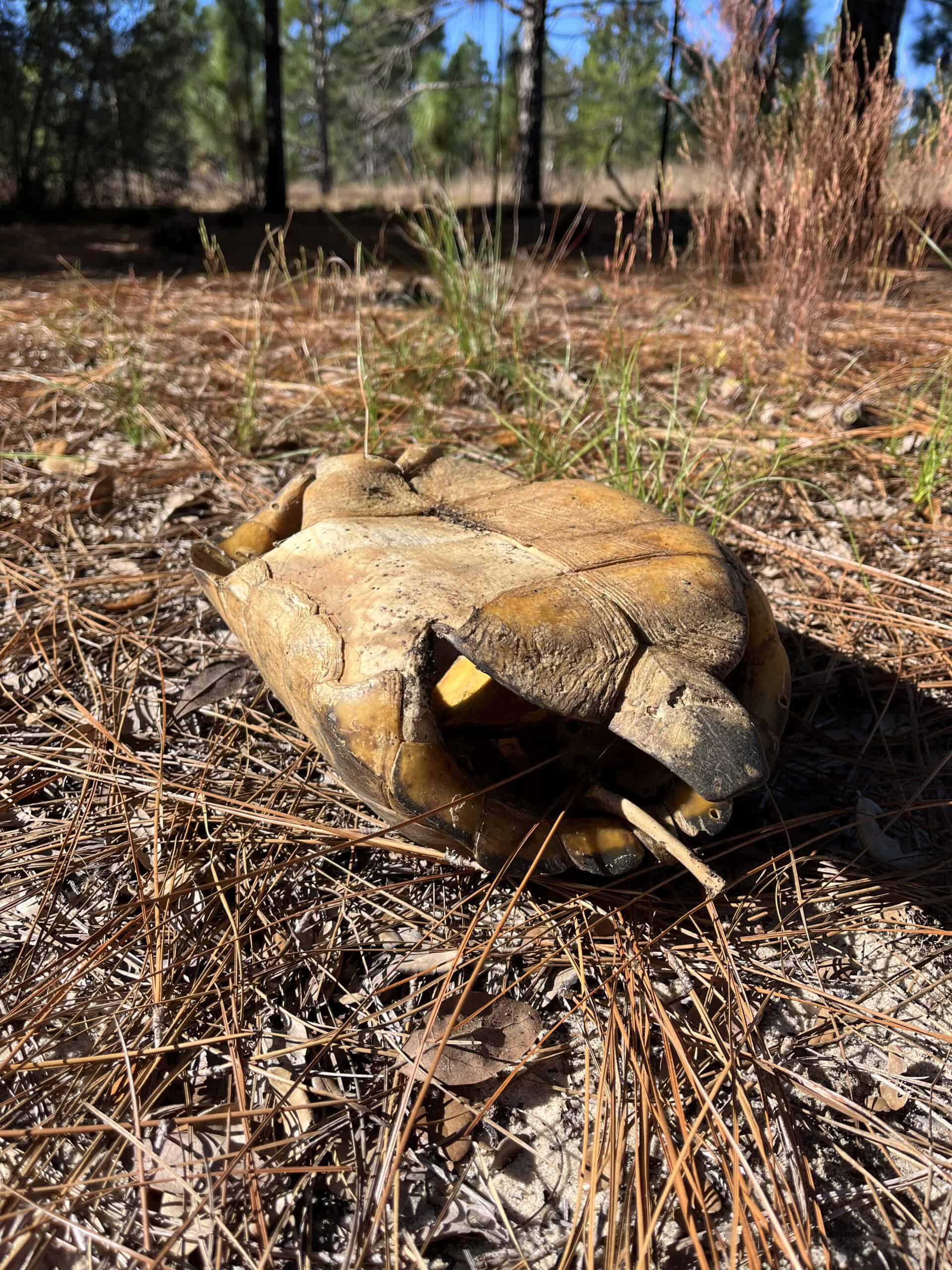 For translocated Florida tortoises, survival is troublingly low - The ...