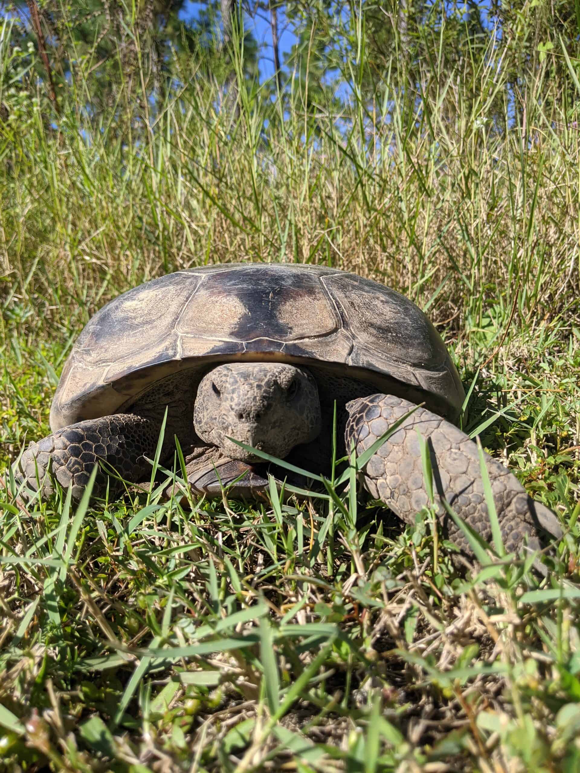 For translocated Florida tortoises, survival is troublingly low - The ...
