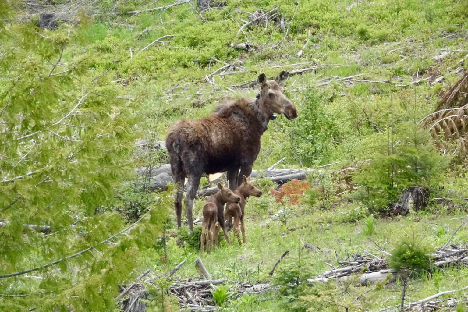 Parasitic worms are killing western moose - The Wildlife Society