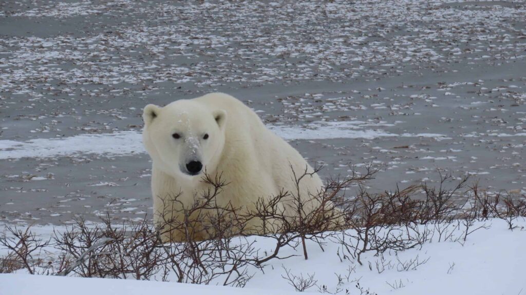 Northern long-eared bat reclassified as endangered under ESA - The ...