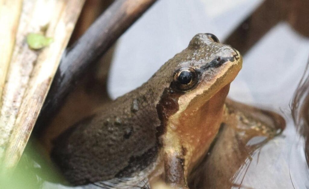 Migrating birds rush to spring breeding grounds - The Wildlife Society