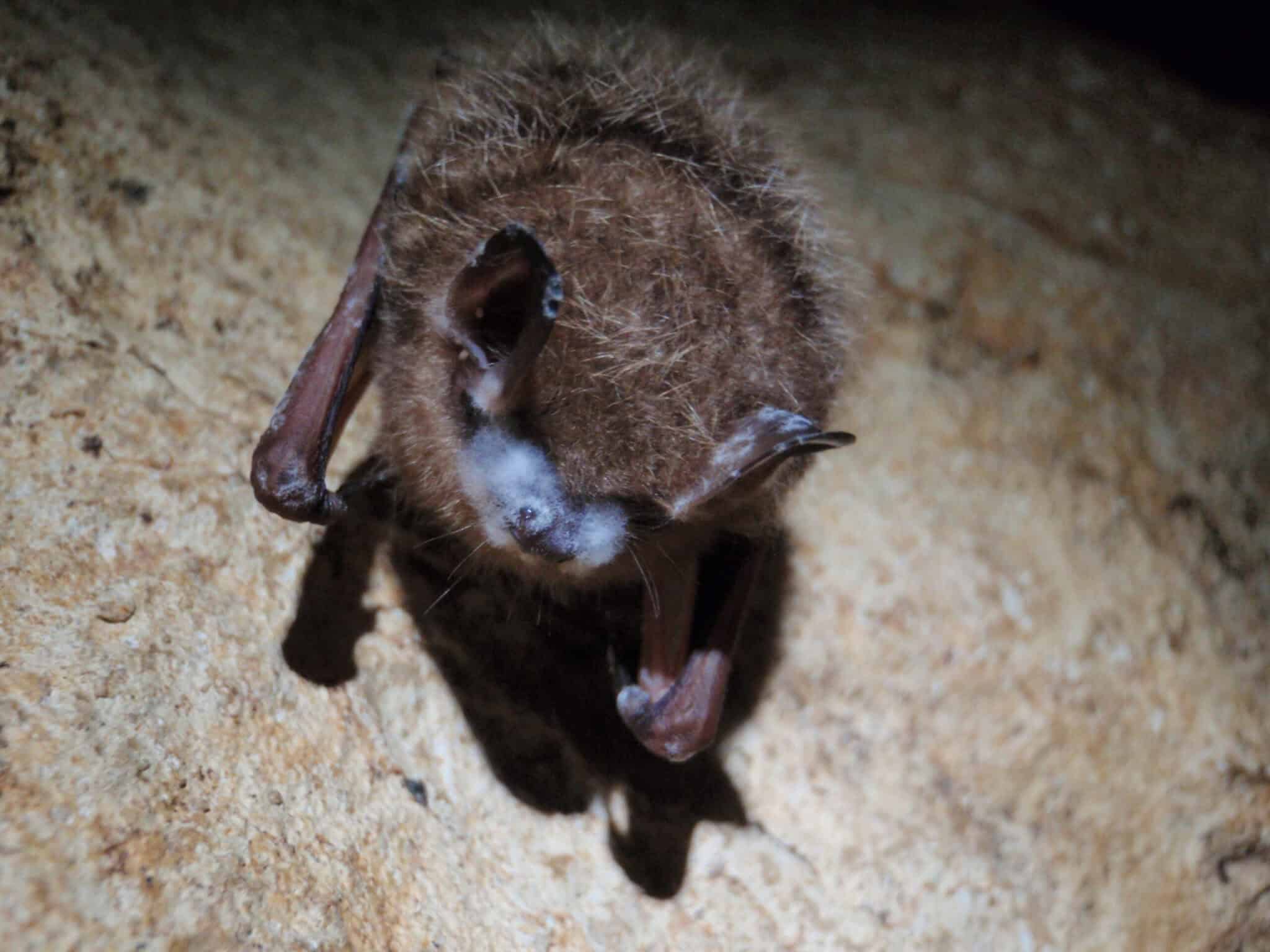 Impacts of white-nose syndrome expand among Texas bats - The Wildlife ...