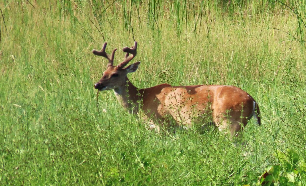 Mountain lions face inbreeding threat in Santa Monica Mountains - The ...