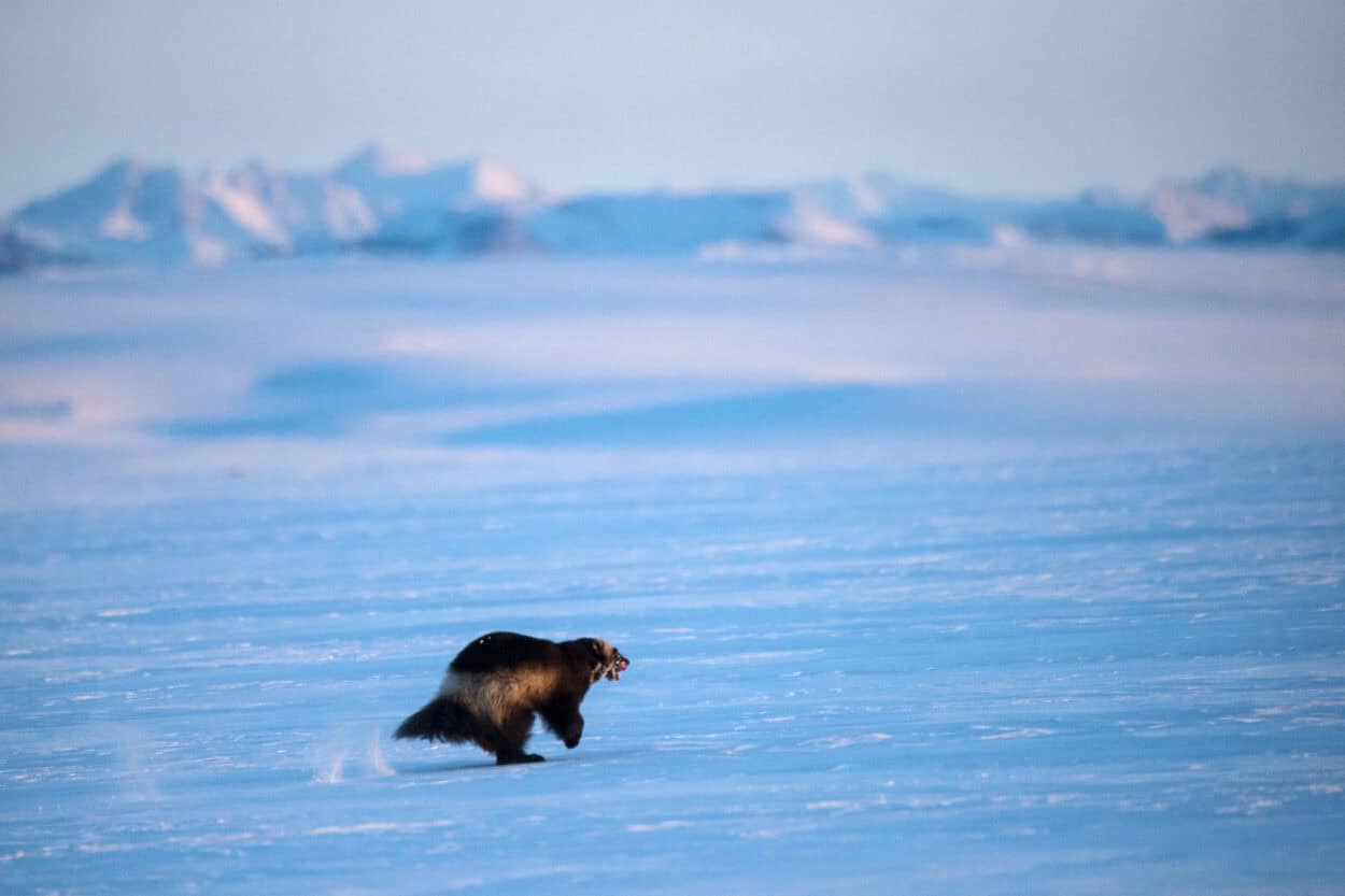 JWM: In the Alaskan Arctic, where are all the wolverines? - The ...