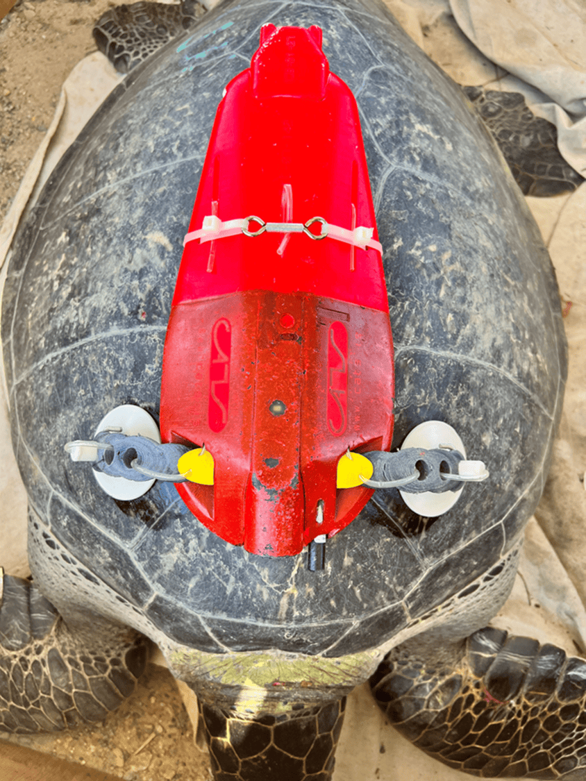 Cameras reveal the social lives of urban sea turtles - The Wildlife Society