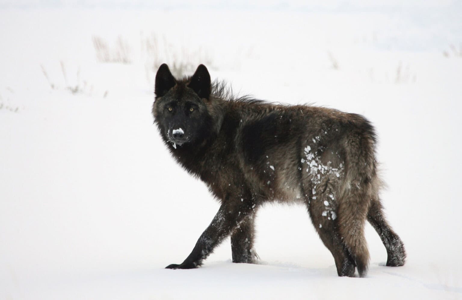 Q&A: Missing wolves, forgotten landscapes and lost knowledge - The ...