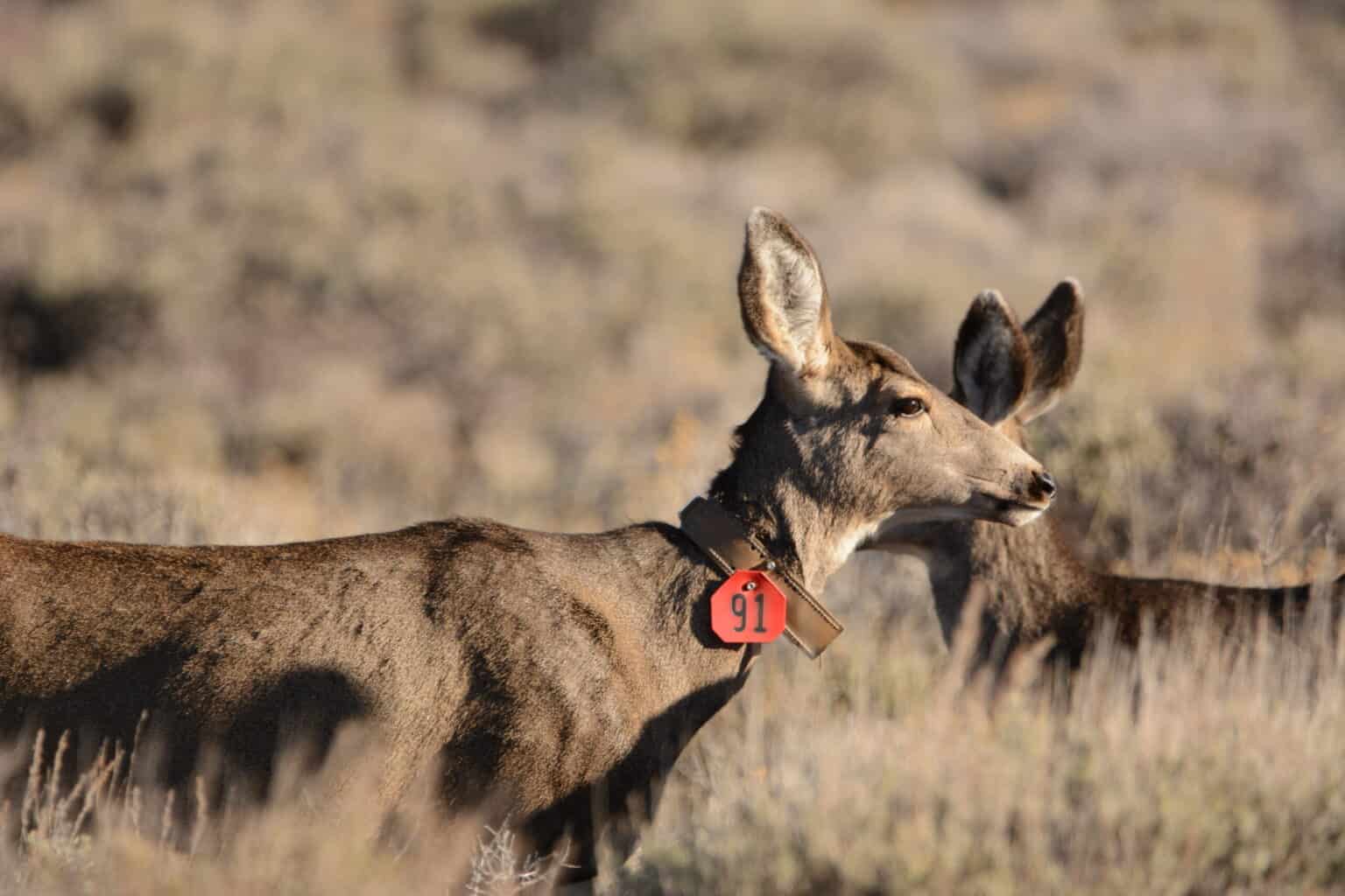 CWD affects movement, behavior of deer - The Wildlife Society