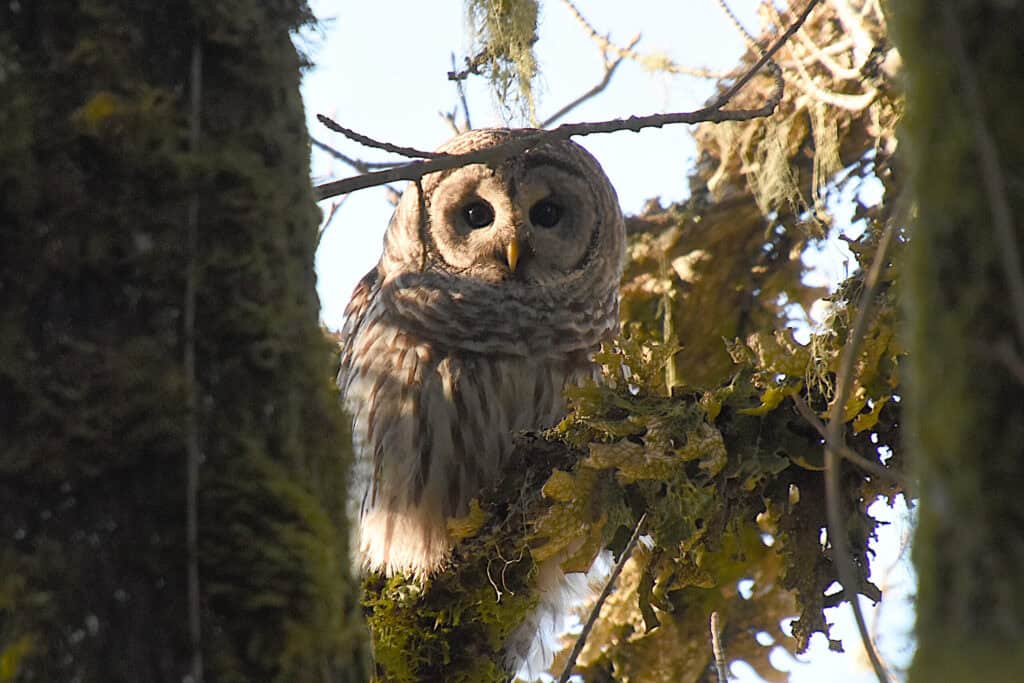 USFWS plans to cull 450,000 barred owls to help native species - The ...