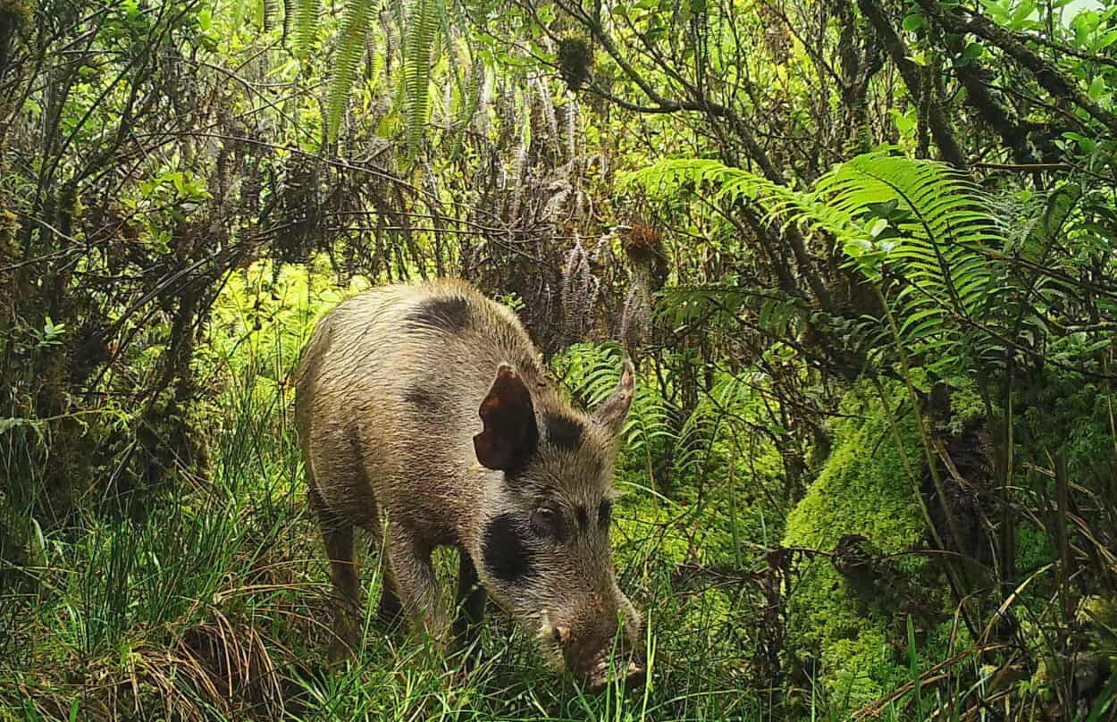 Feral pigs may usher nonnative plants into Hawaii - The Wildlife Society