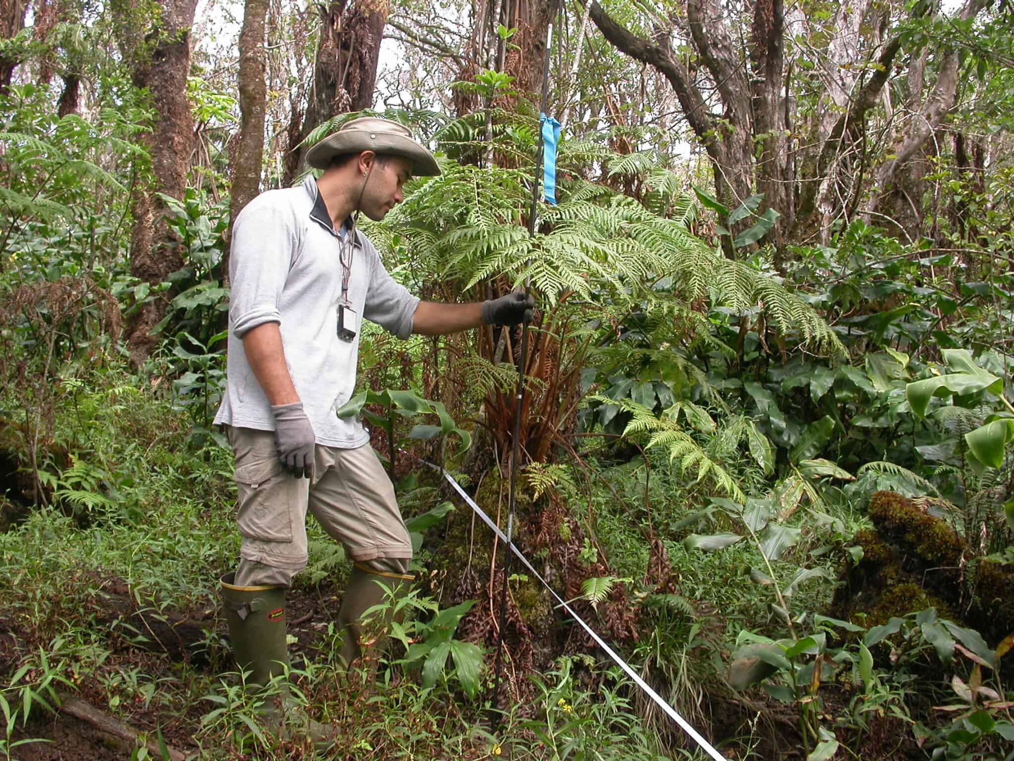 Feral pigs may usher nonnative plants into Hawaii - The Wildlife Society