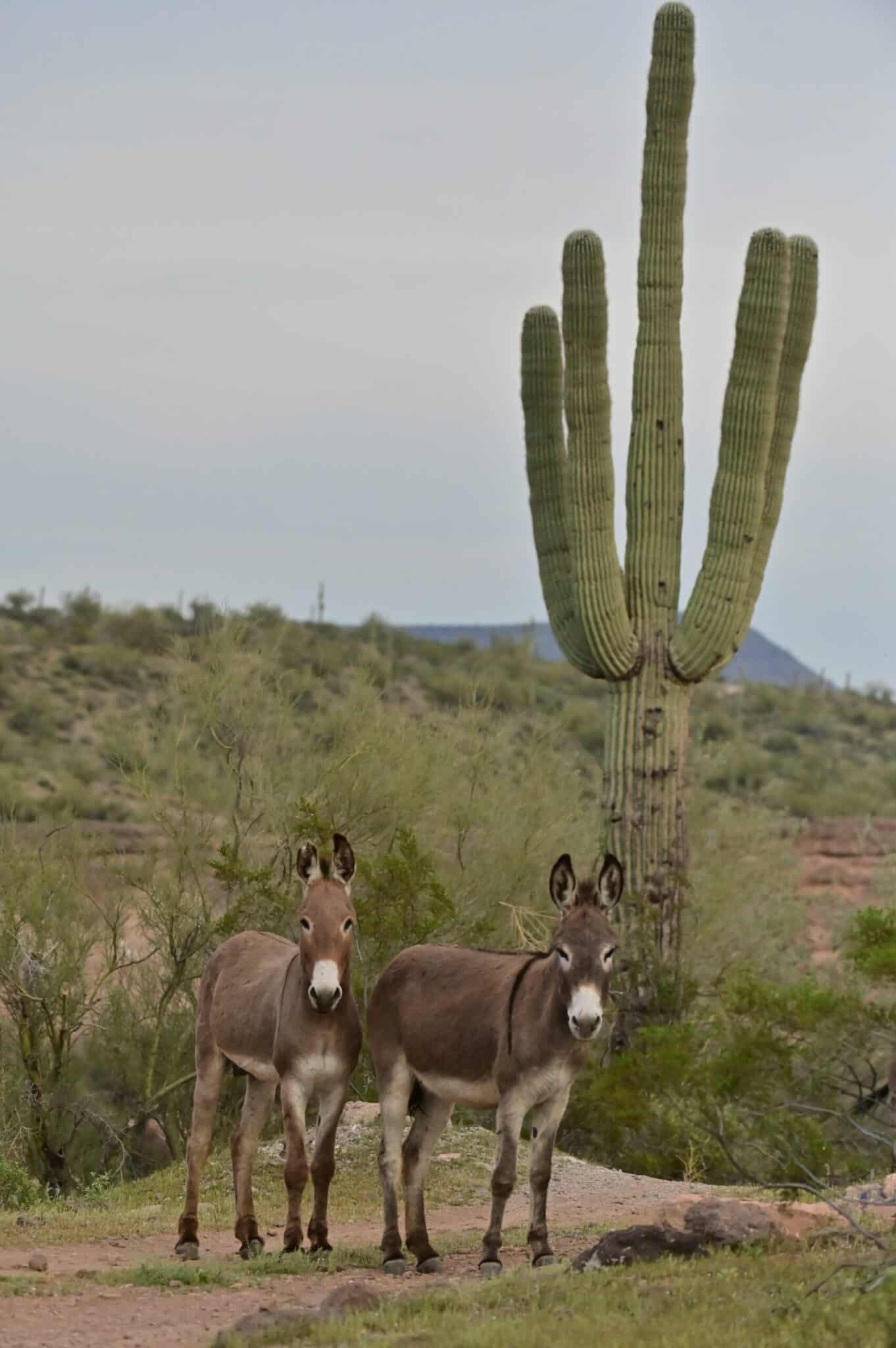 WM: Burros are changing desert ecosystems - The Wildlife Society