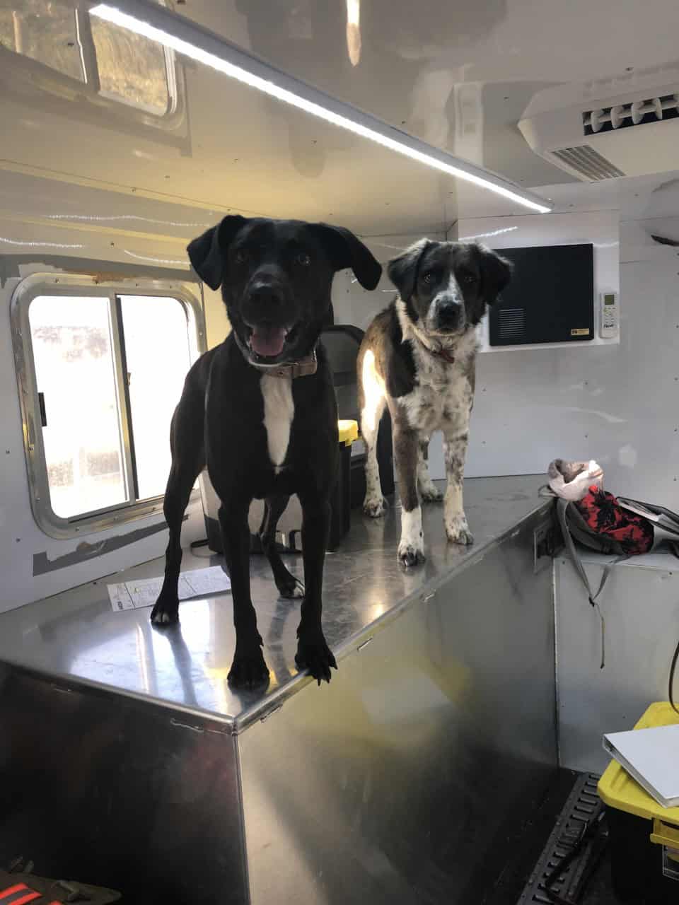 Dogs may be key in detecting CWD infection - The Wildlife Society