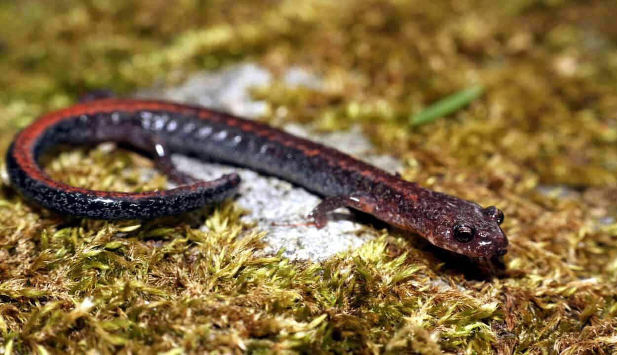 Salamander species more abundant than thought - The Wildlife Society