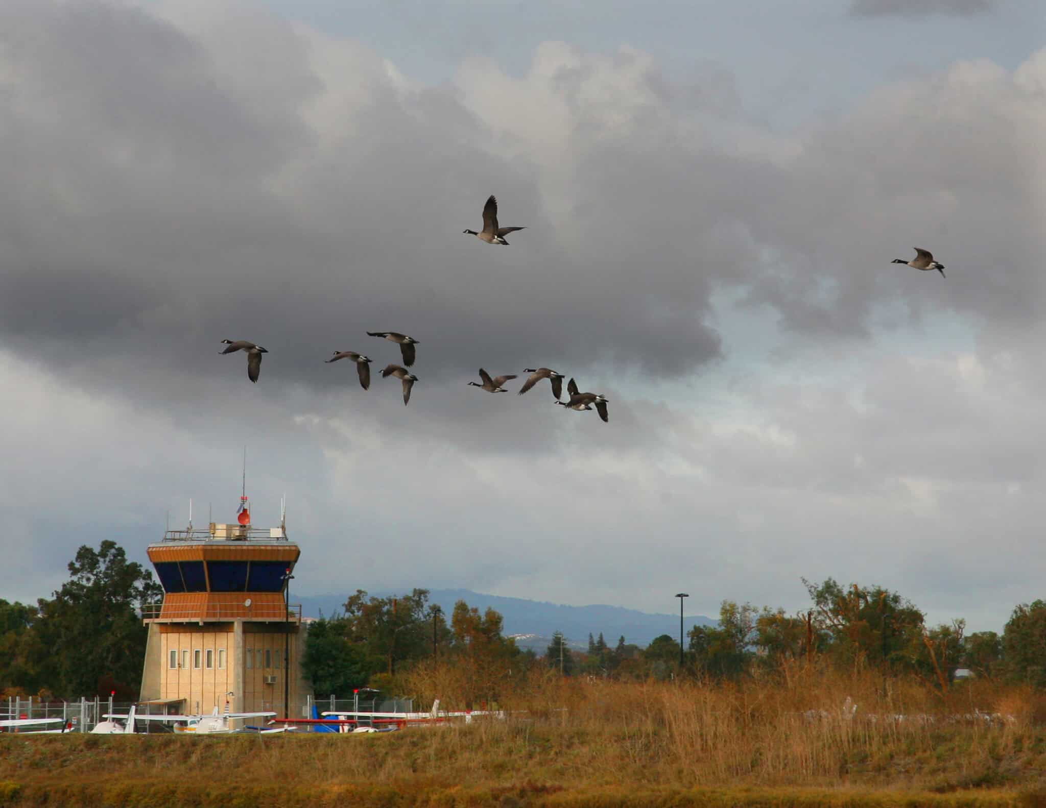 DNA Reveals Major Ivory Poaching Hotspots - The Wildlife Society