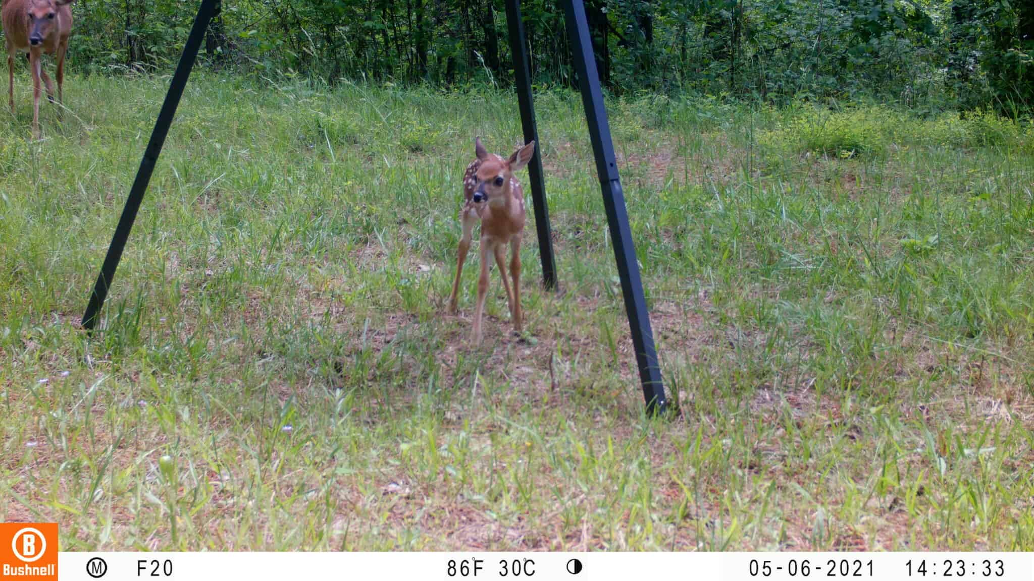 JWM: Coyotes and wild pigs may be hijacking deer feeders - The Wildlife ...