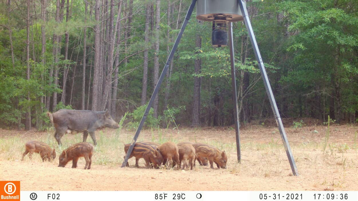 JWM: Coyotes and wild pigs may be hijacking deer feeders - The Wildlife ...