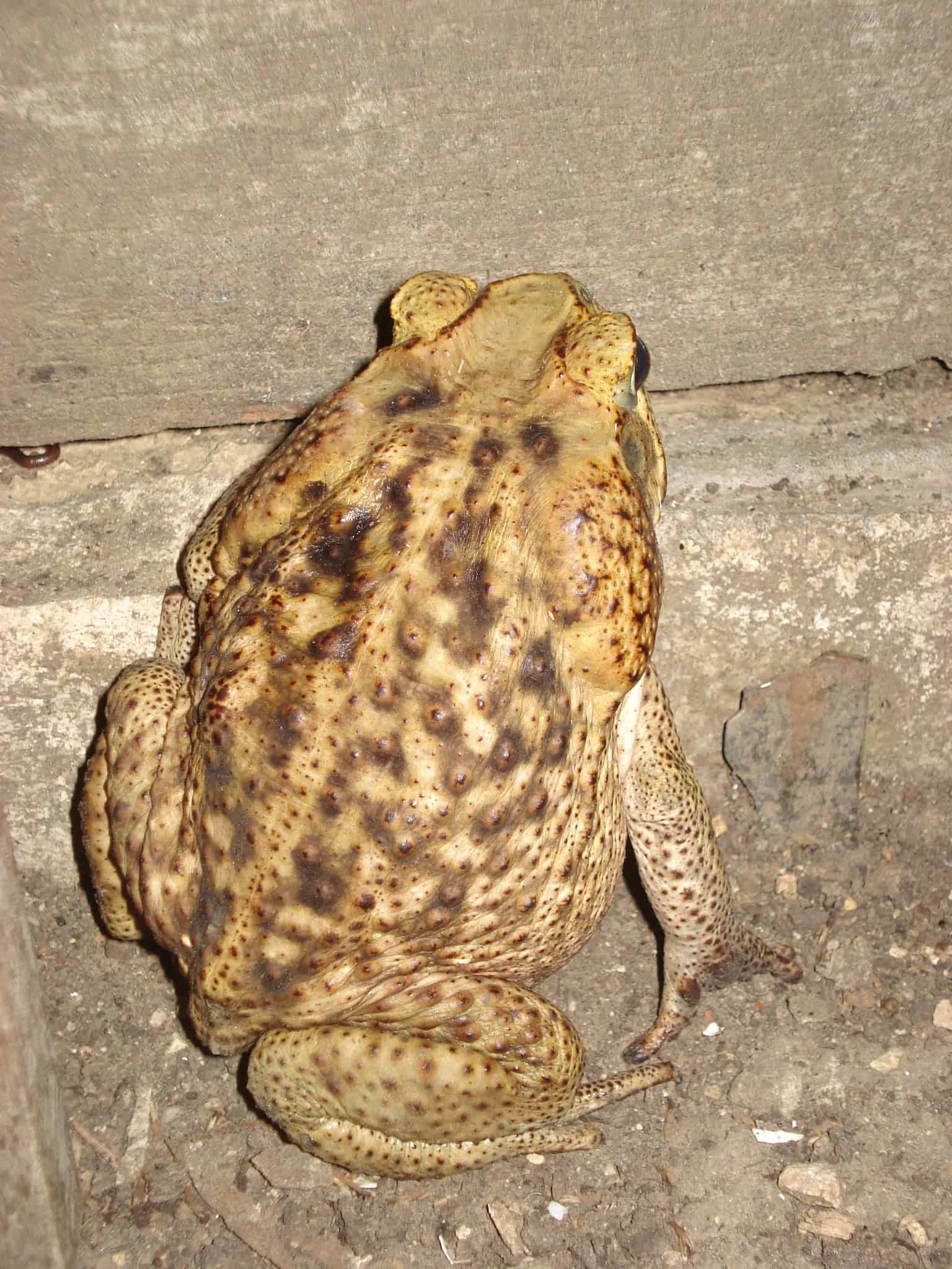 Endemic Mexican amphibians face high pressure from humans - The ...