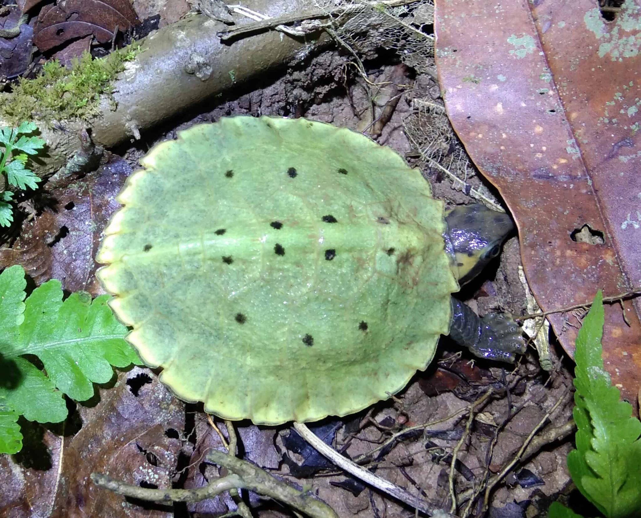 Development pushes one Blanding’s turtle population to the brink - The ...