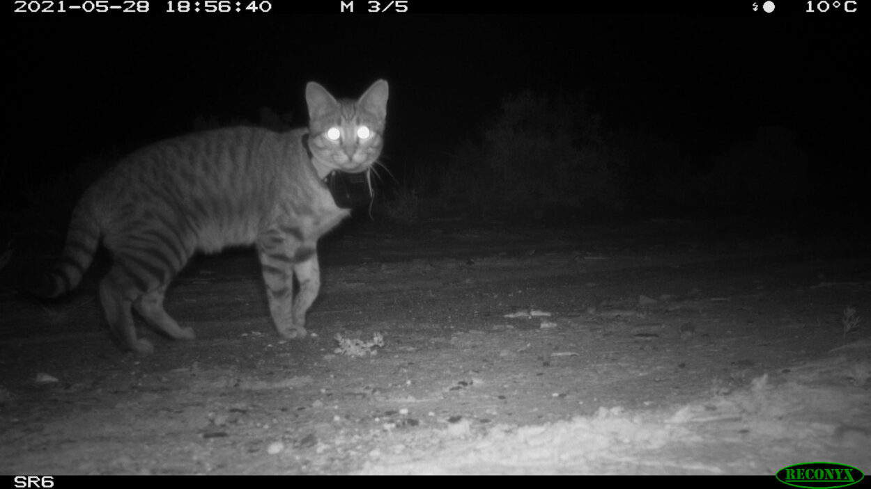 TWS launches webinar series - The Wildlife Society