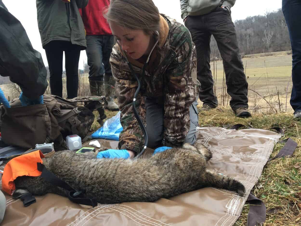 Wildlife Vocalizations: Hannah Leeper - The Wildlife Society