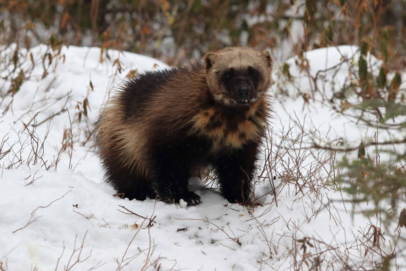 Wild Cam: Wolverine densities vary across Canadian boreal forest - The ...