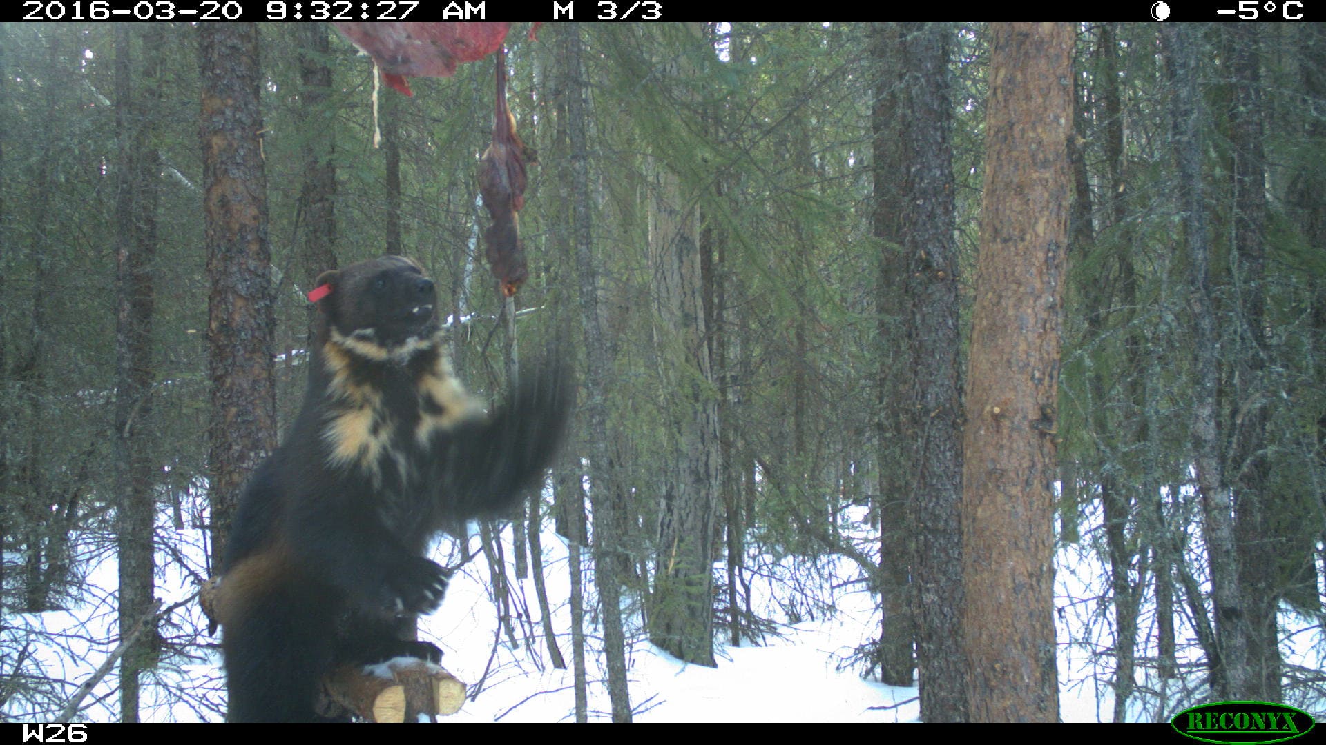 Wild Cam: Wolverine densities vary across Canadian boreal forest - The ...