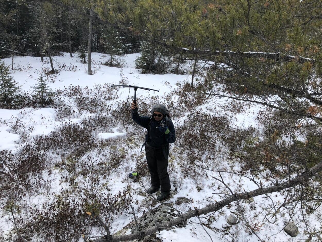 Wild Cam: Wolverine densities vary across Canadian boreal forest - The ...