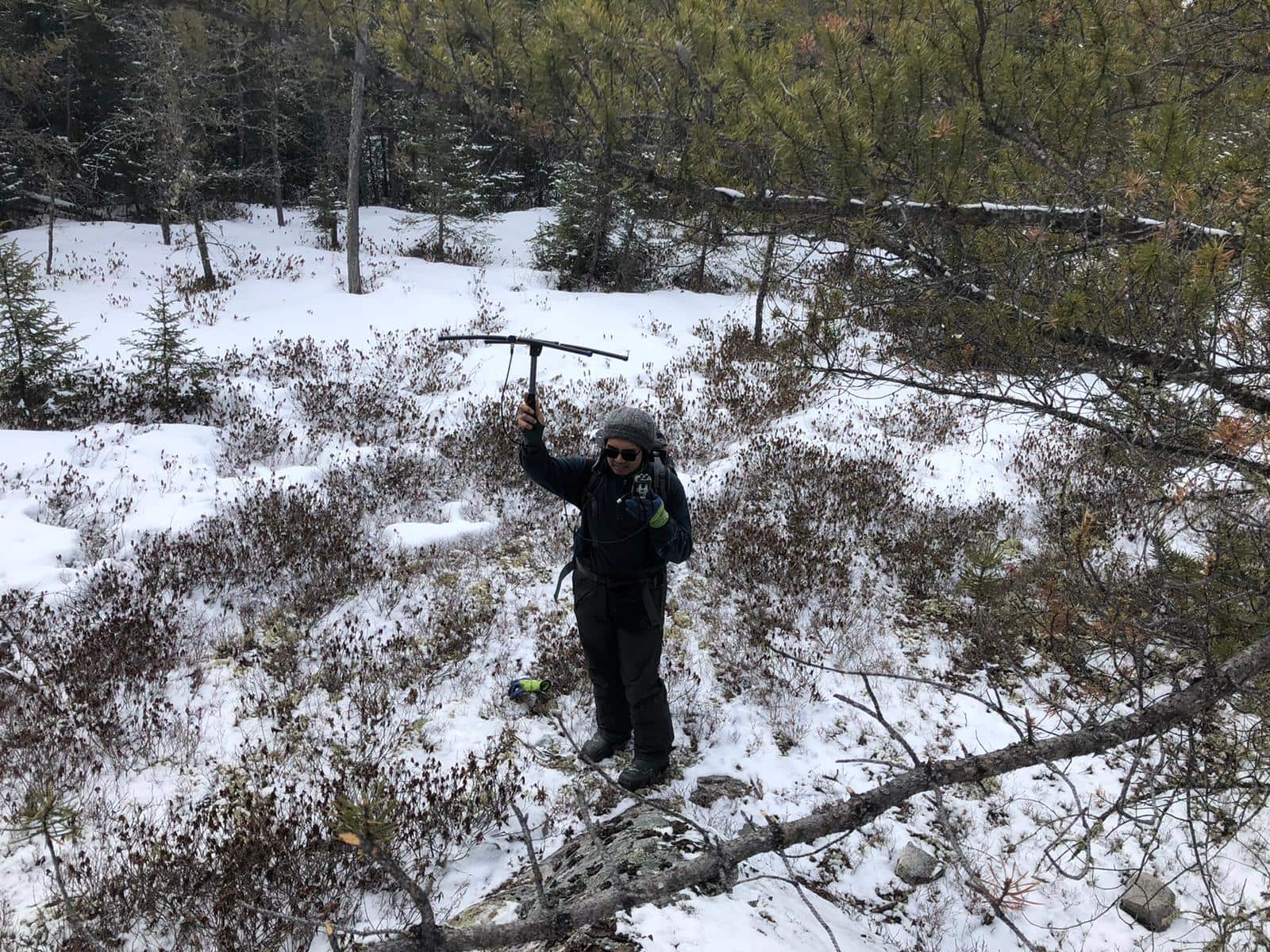 Wild Cam: Wolverine densities vary across Canadian boreal forest - The ...