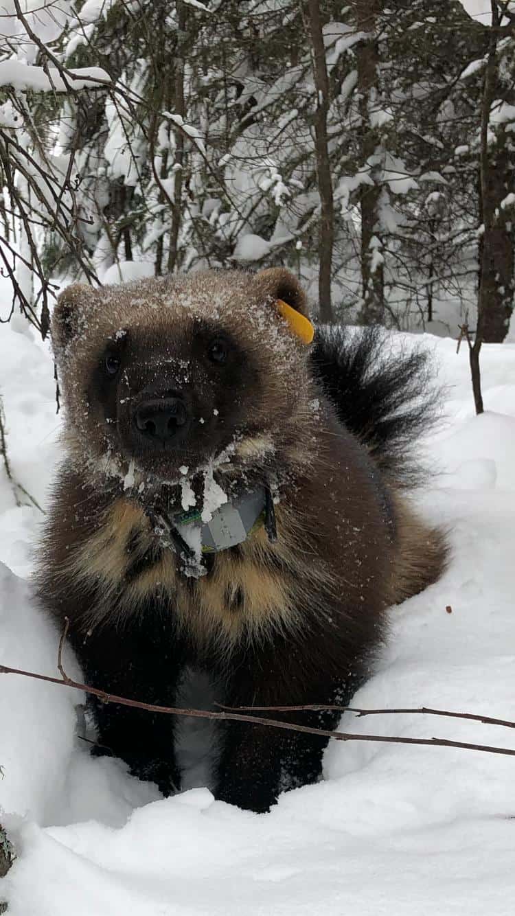 Wild Cam: Wolverine densities vary across Canadian boreal forest - The ...