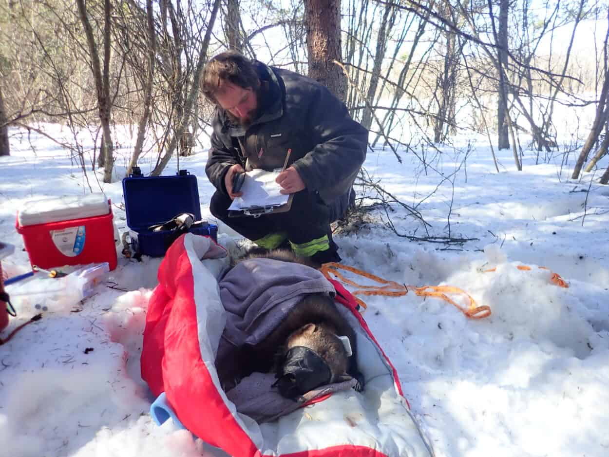 Wild Cam: Wolverine densities vary across Canadian boreal forest - The ...